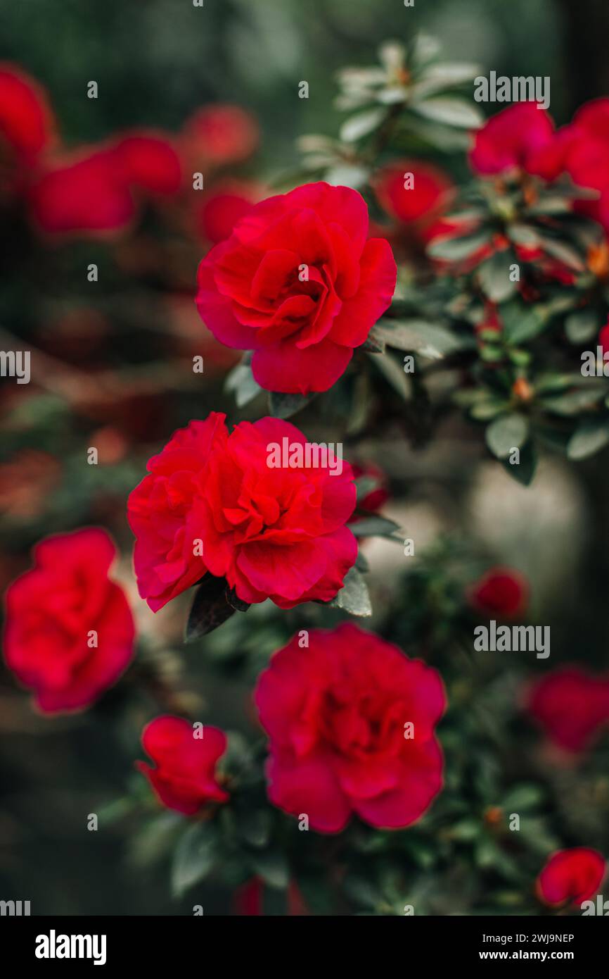 Wild red roses growing in nature. Natural floral background for ...