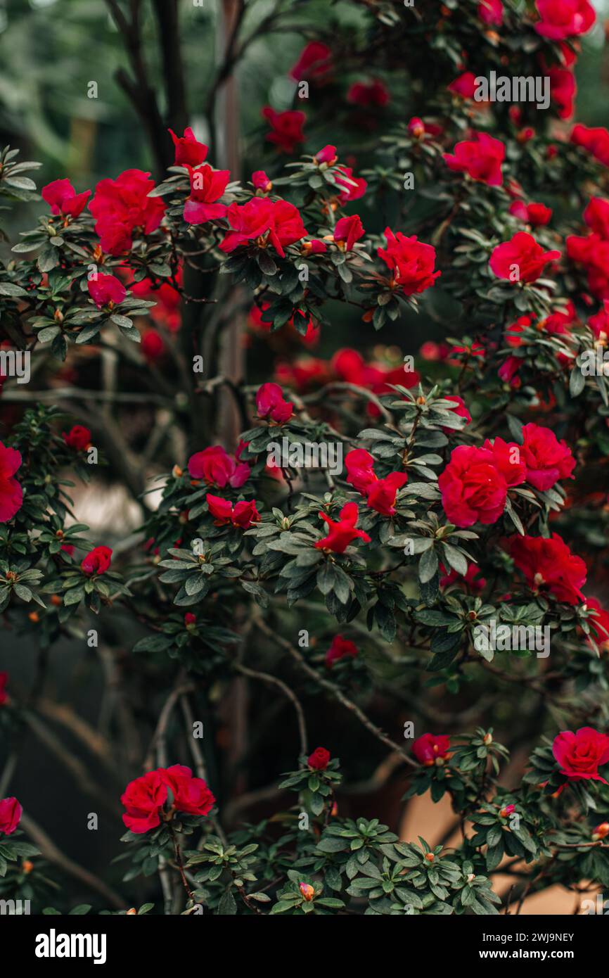 Wild red roses growing in nature. Natural floral background for ...