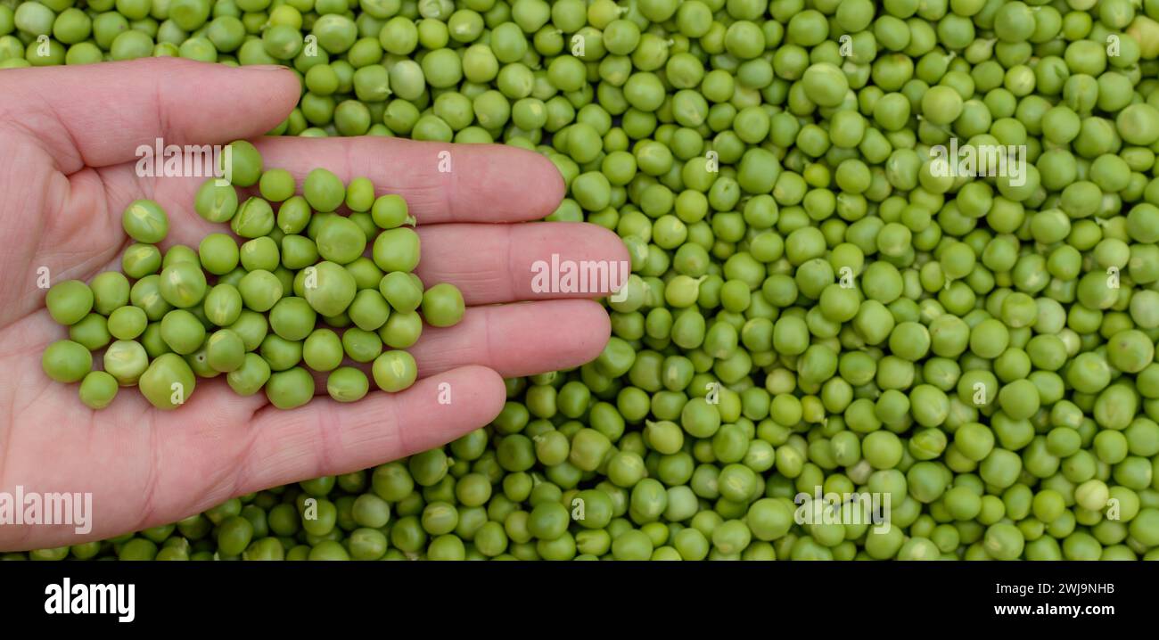 Green peas in palm hi-res stock photography and images - Alamy