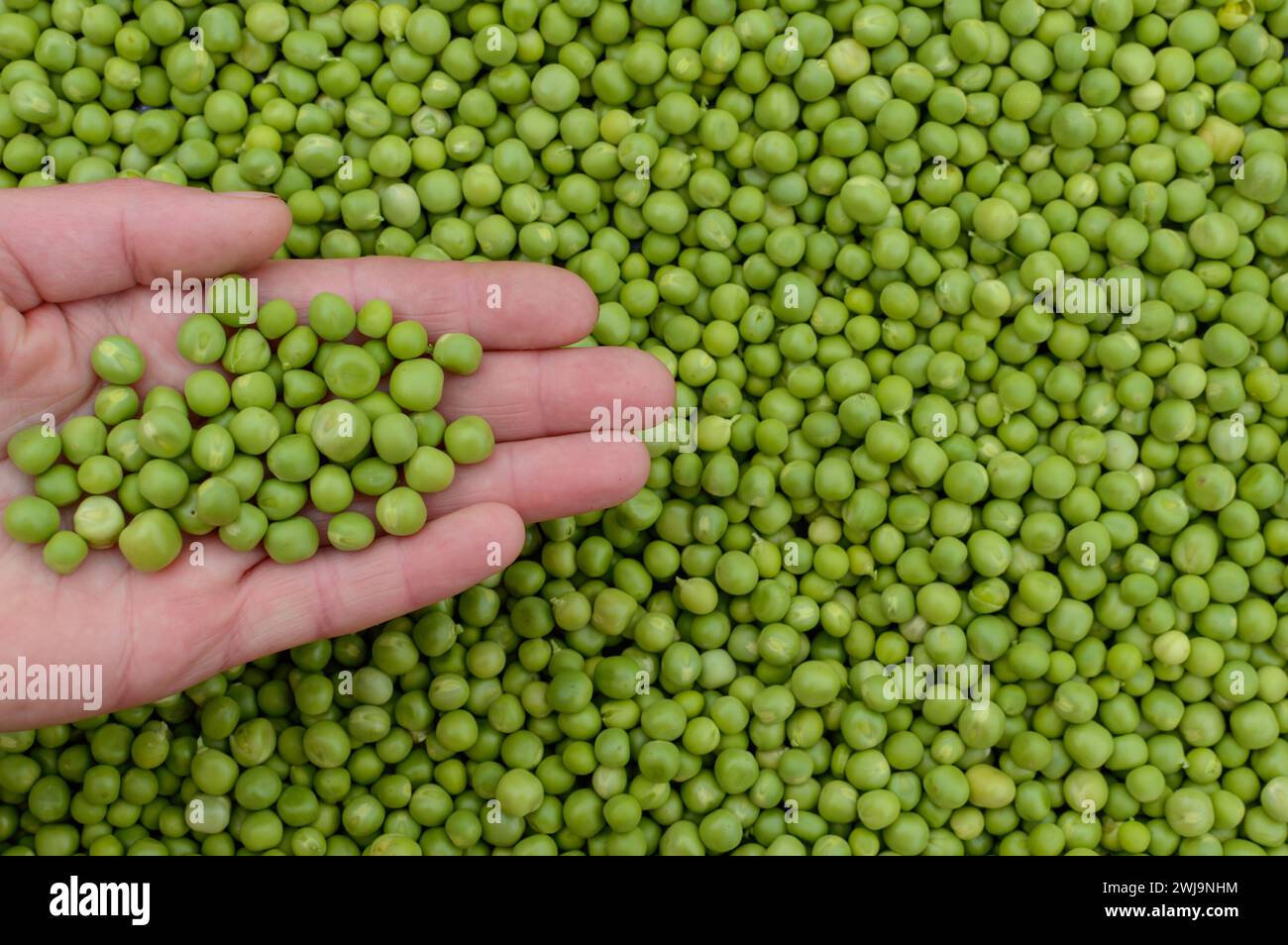 Green peas in palm hi-res stock photography and images - Alamy