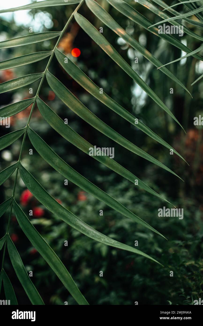 Palm leaves background, green tropical natural exotic plant Stock Photo ...