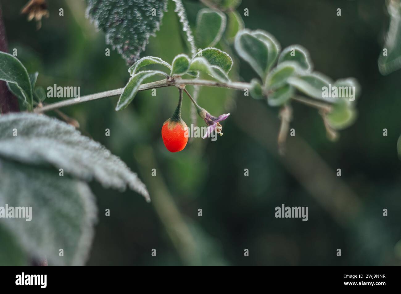 Goji flower and berry in frost Stock Photo - Alamy