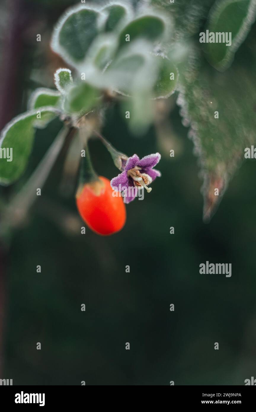 Goji flower and berry in frost Stock Photo - Alamy
