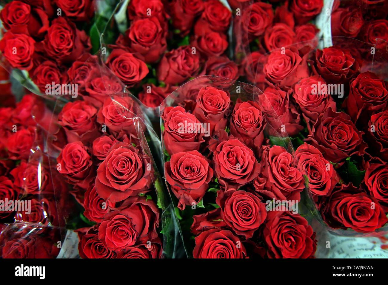 Undated file photo of red roses on a flower stall. Climate change is ...
