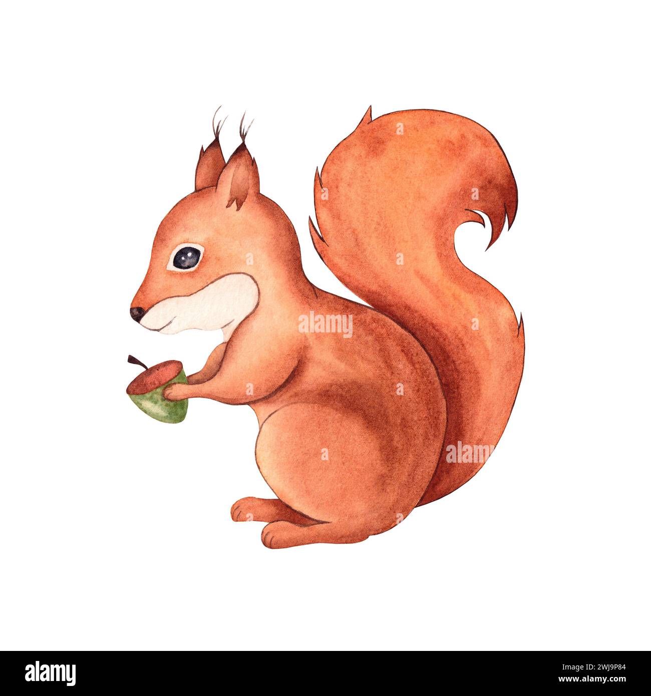Watercolor squirrel. Hand drawn illustration, isolated on white ...