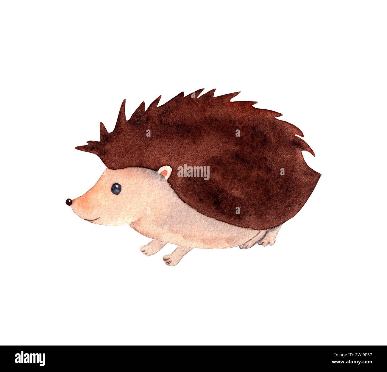 Watercolor hedgehog. Hand drawn illustration, isolated on white ...