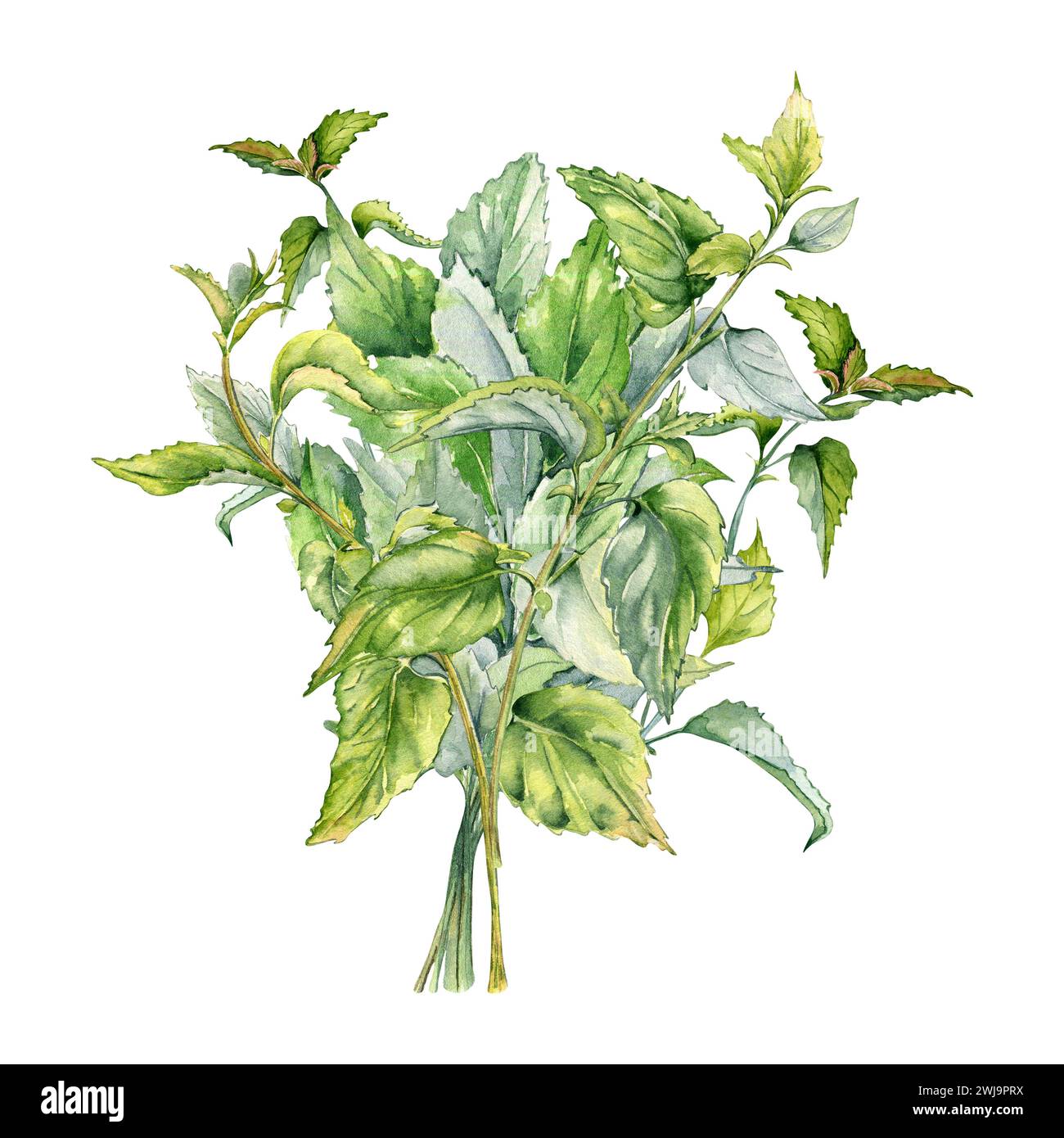 Herbal Plants For Urticaria at Alica Martel blog