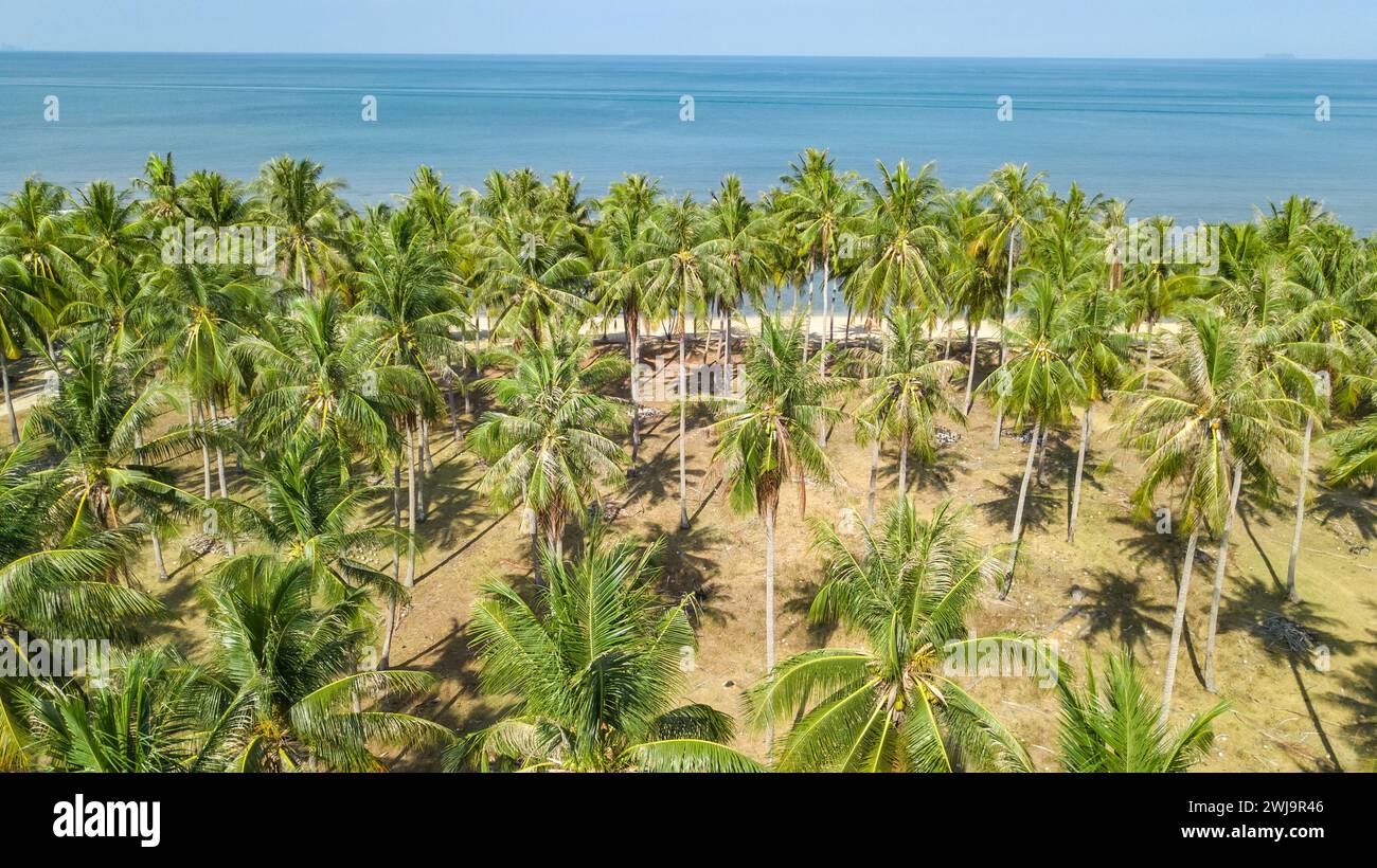 Aerial drone view of tropical beach from above, sea, sand and palm ...