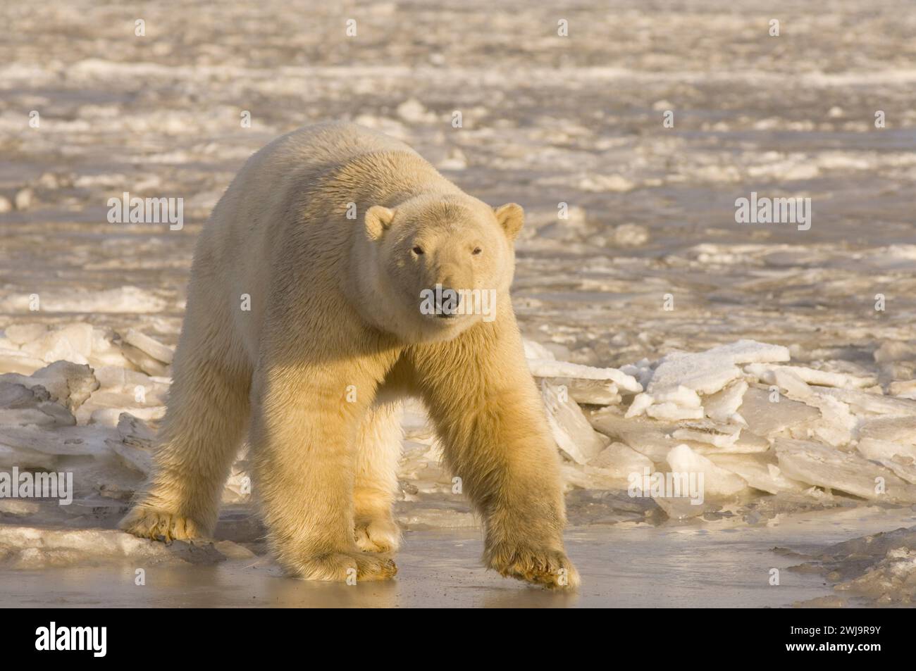 polar bear, Ursus maritimus, Boar neck thicker then head on a barrier ...
