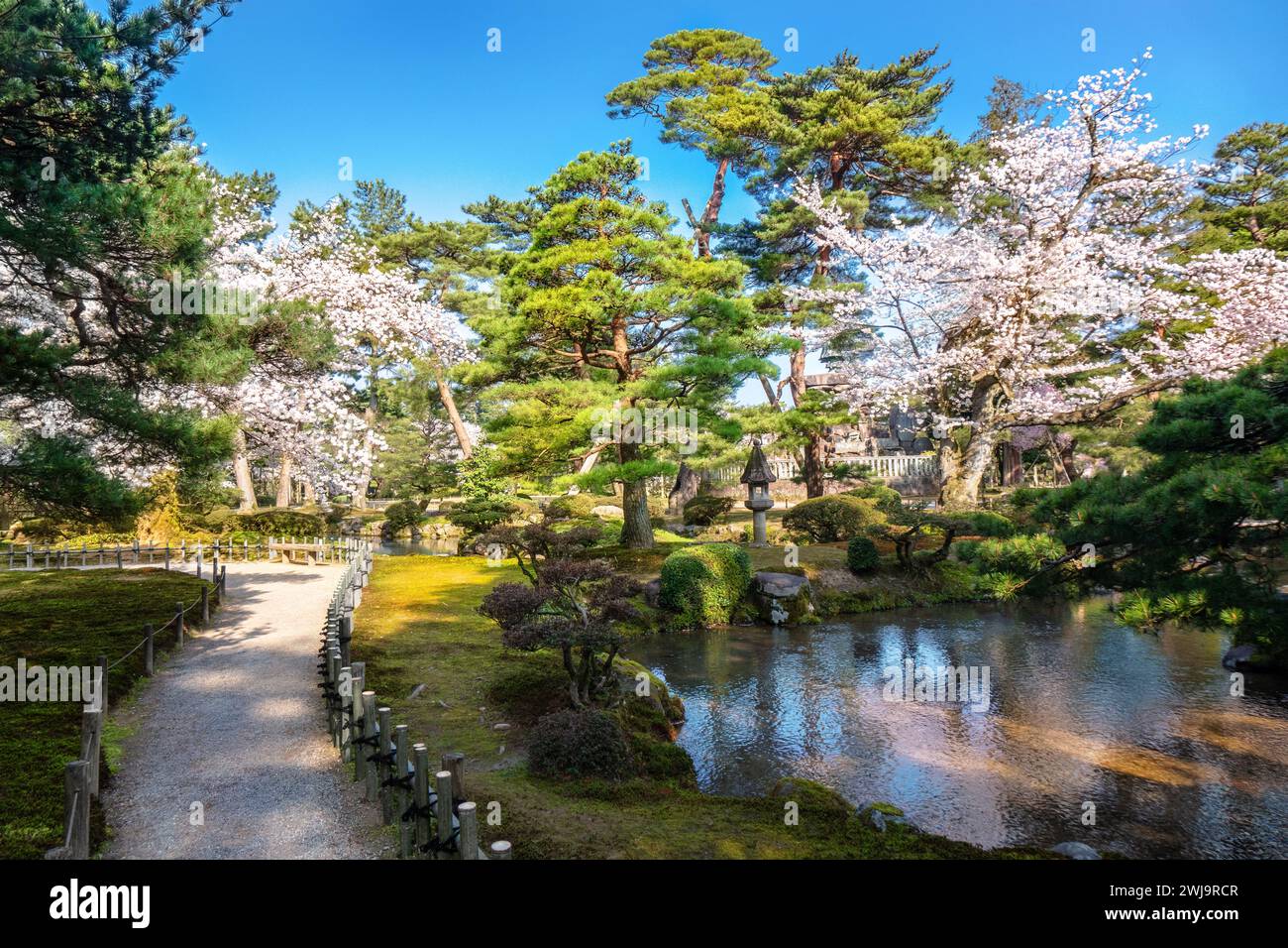 Cherry blossom in Japan, blossoming japanese sakura in beautiful spring ...