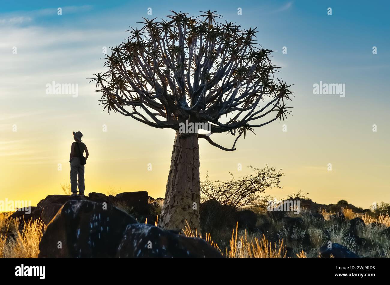 Woman tourist in quiver tree forest, african sunrise nature landscape ...