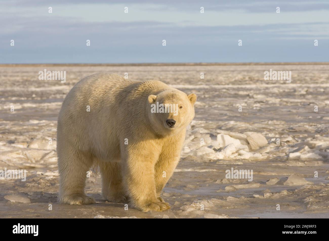 polar bear, Ursus maritimus, Boar neck thicker then head on a barrier ...