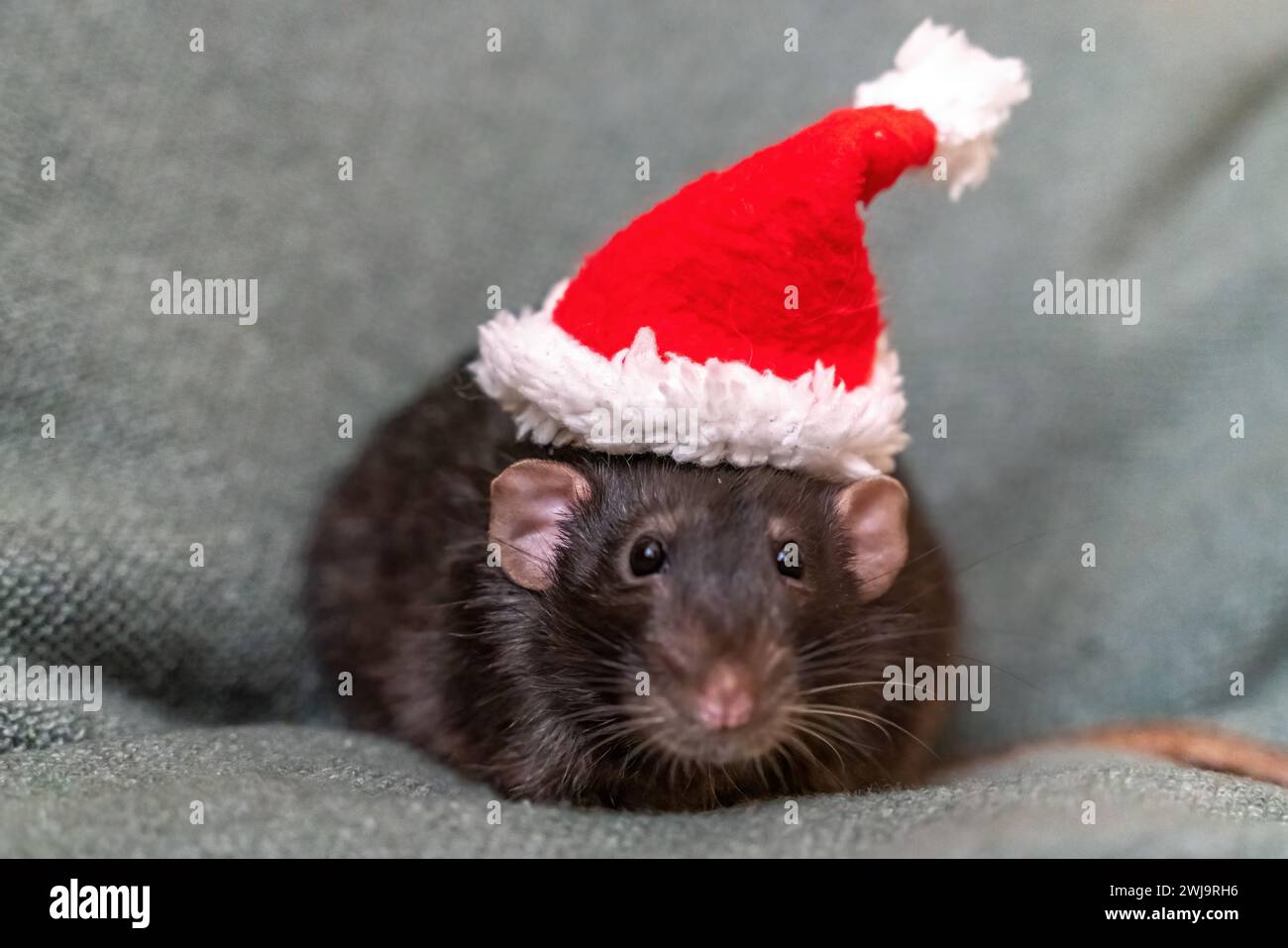 Rat Santa hat. Symbol of the Chinese New Year. Funny black rat Dumbo in ...