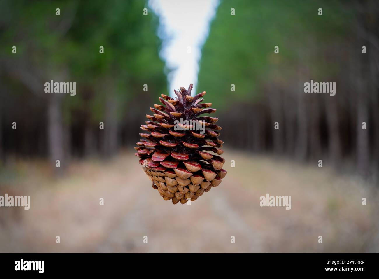 Pine cone falling in the forest Stock Photo - Alamy