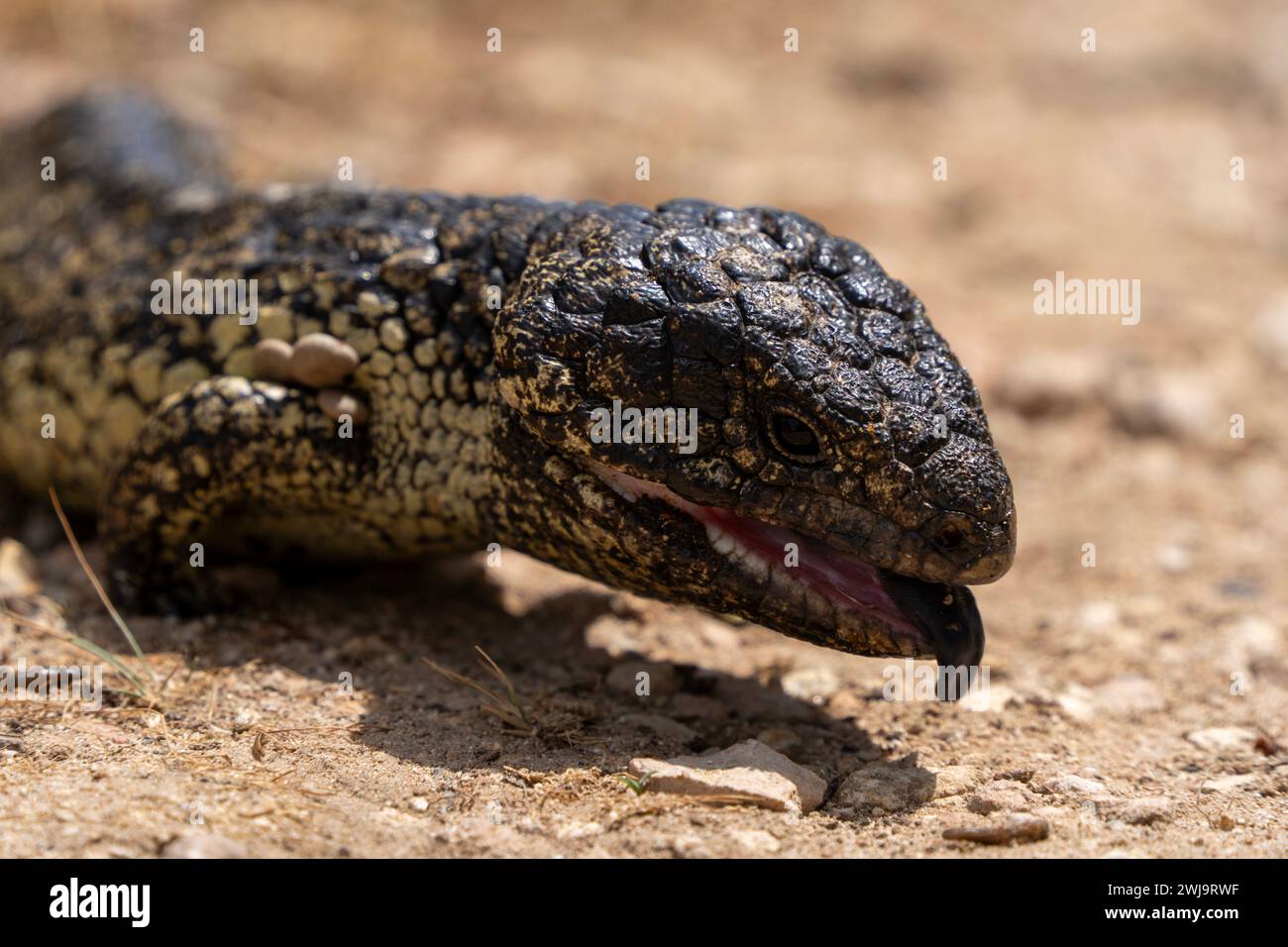 Bobtail lizard hi-res stock photography and images - Alamy