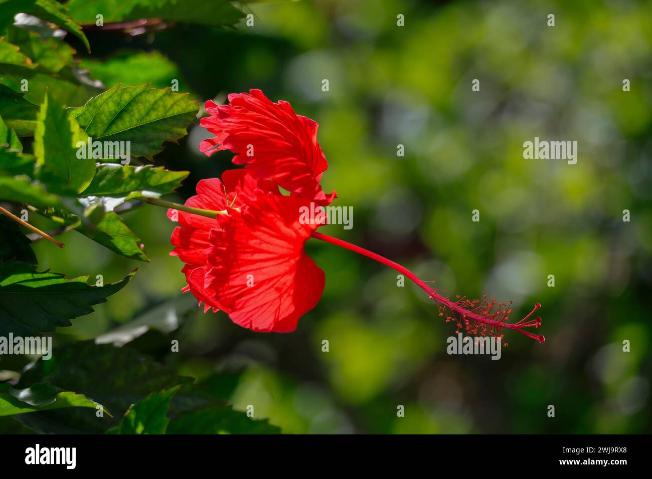 Red, Hibicus, Flower, Kauai, Hawaii Stock Photo - Alamy