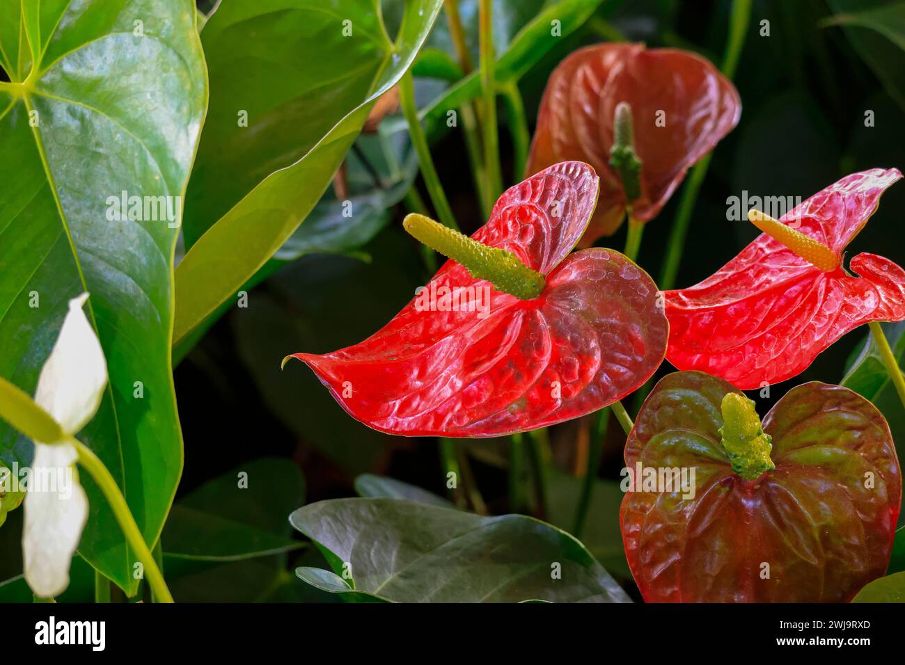 Red, Anturium, Flower, Kauai, Hawaii Stock Photo - Alamy