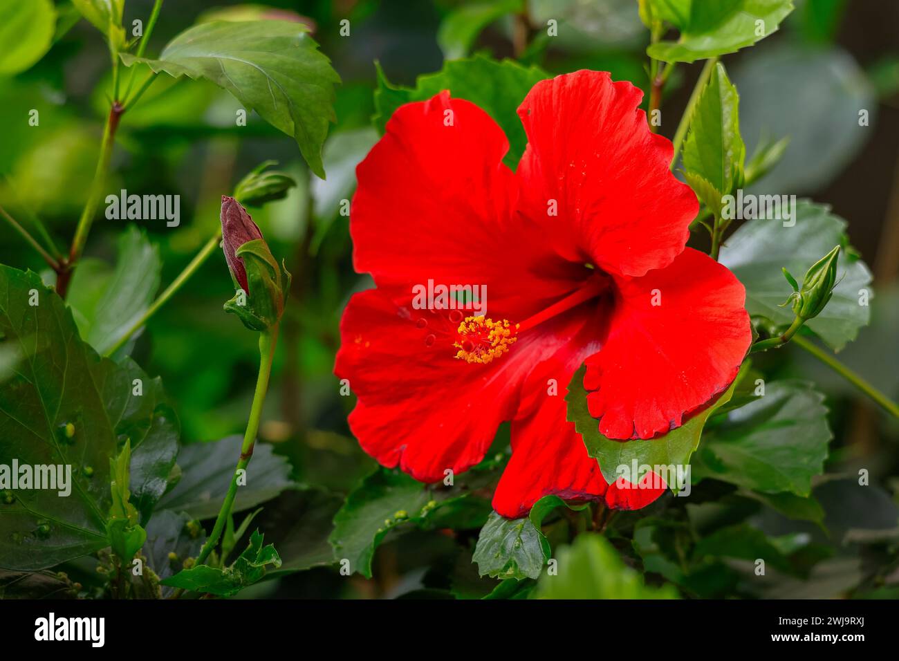 Red hibicus flower hi-res stock photography and images - Alamy