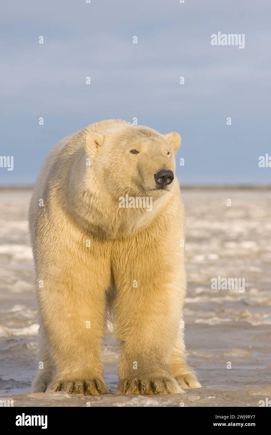 polar bear, Ursus maritimus, Boar neck thicker then head on a barrier ...