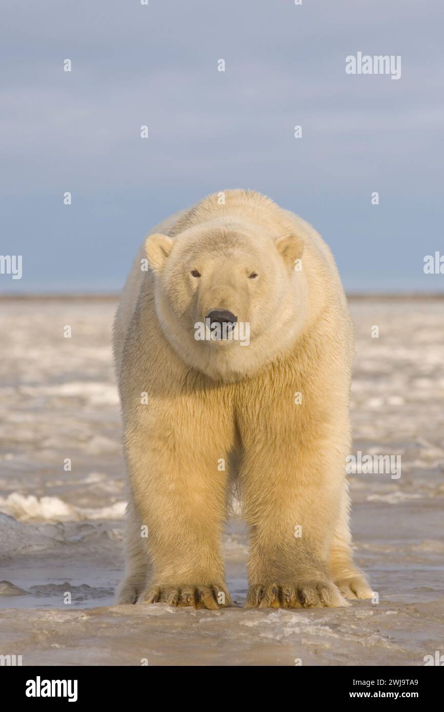 polar bear, Ursus maritimus, Boar neck thicker then head on a barrier ...