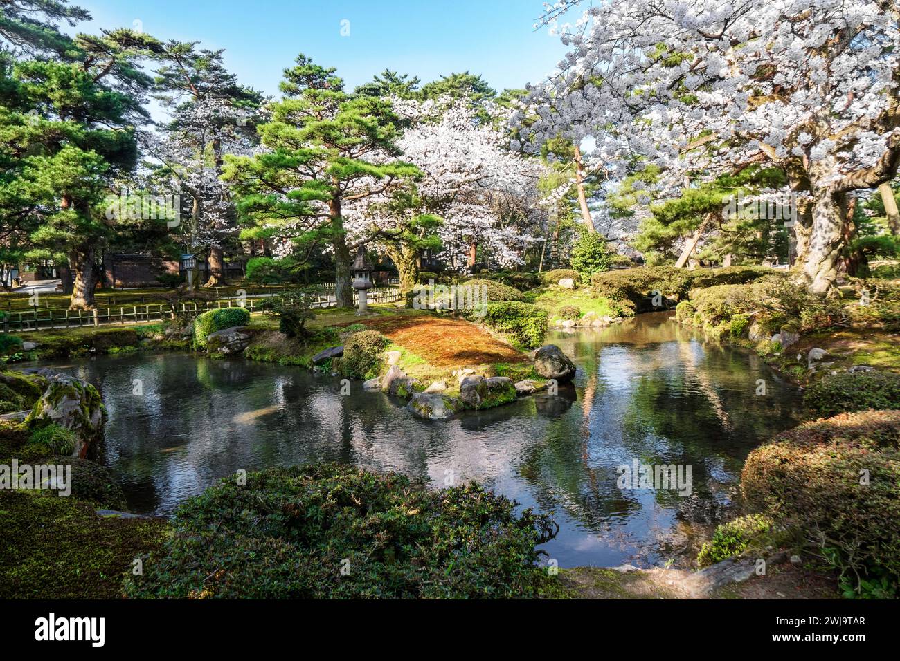 Cherry blossom in Japan, blossoming japanese sakura in beautiful spring ...