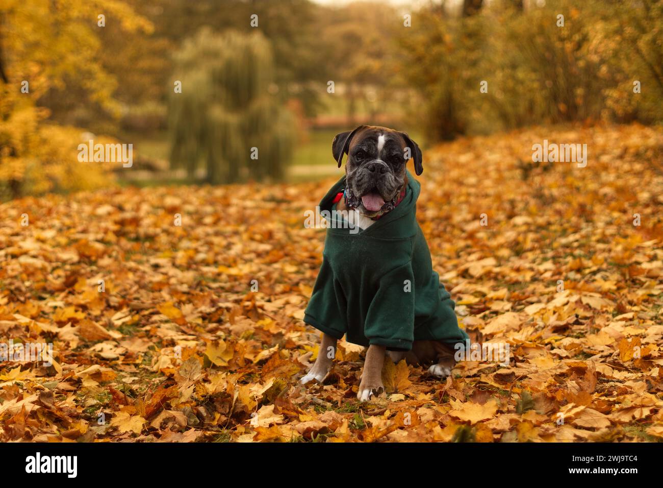 A boxer dog wearing a green hoodie sitting in a pile of leaves Stock ...