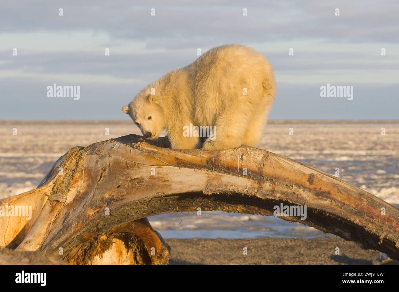 polar bear, Ursus maritimus, spring cub on top of bowhead jawbone ...