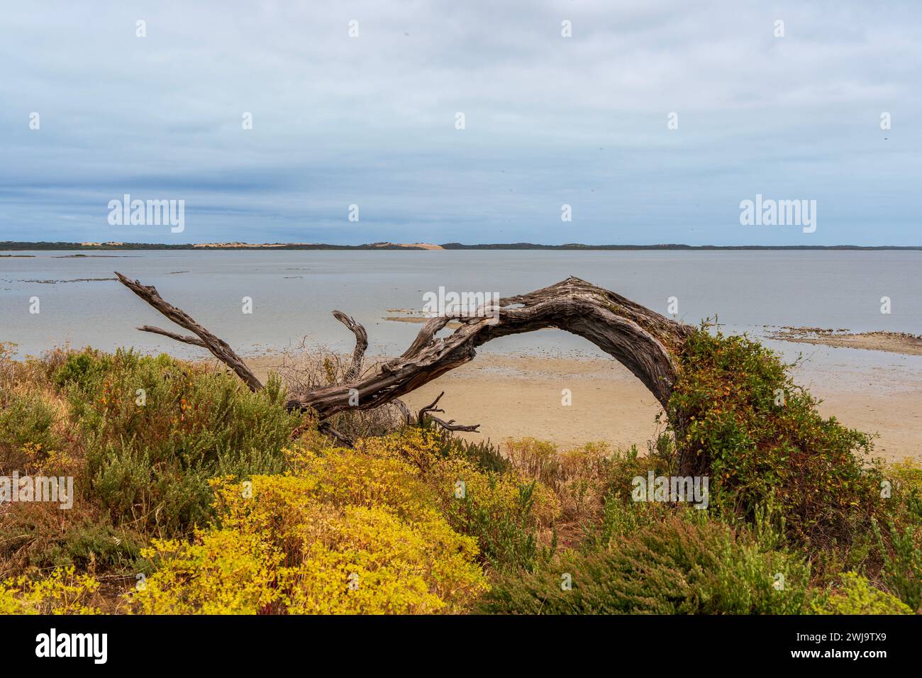 Saltwater lagoon in Coorong National Park, South Australia Stock Photo ...