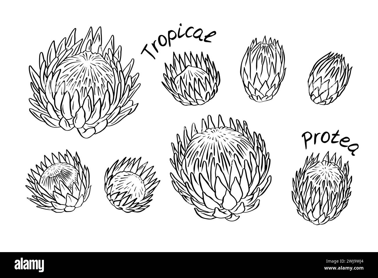 Set of tropical protea flowers black and white line art Stock Vector ...