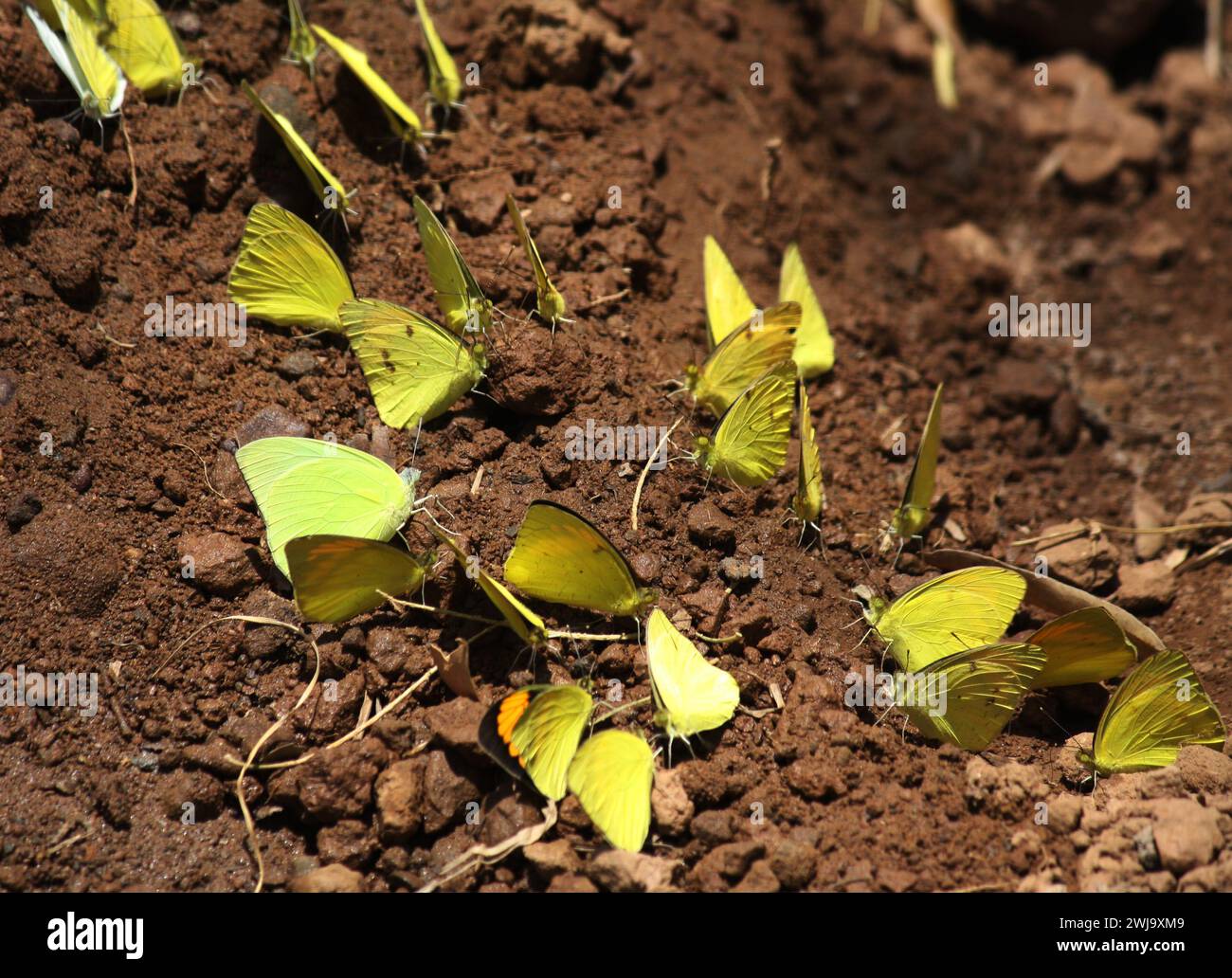Common grass yellow butterflies (Eurema hecabe) sucking water and ...