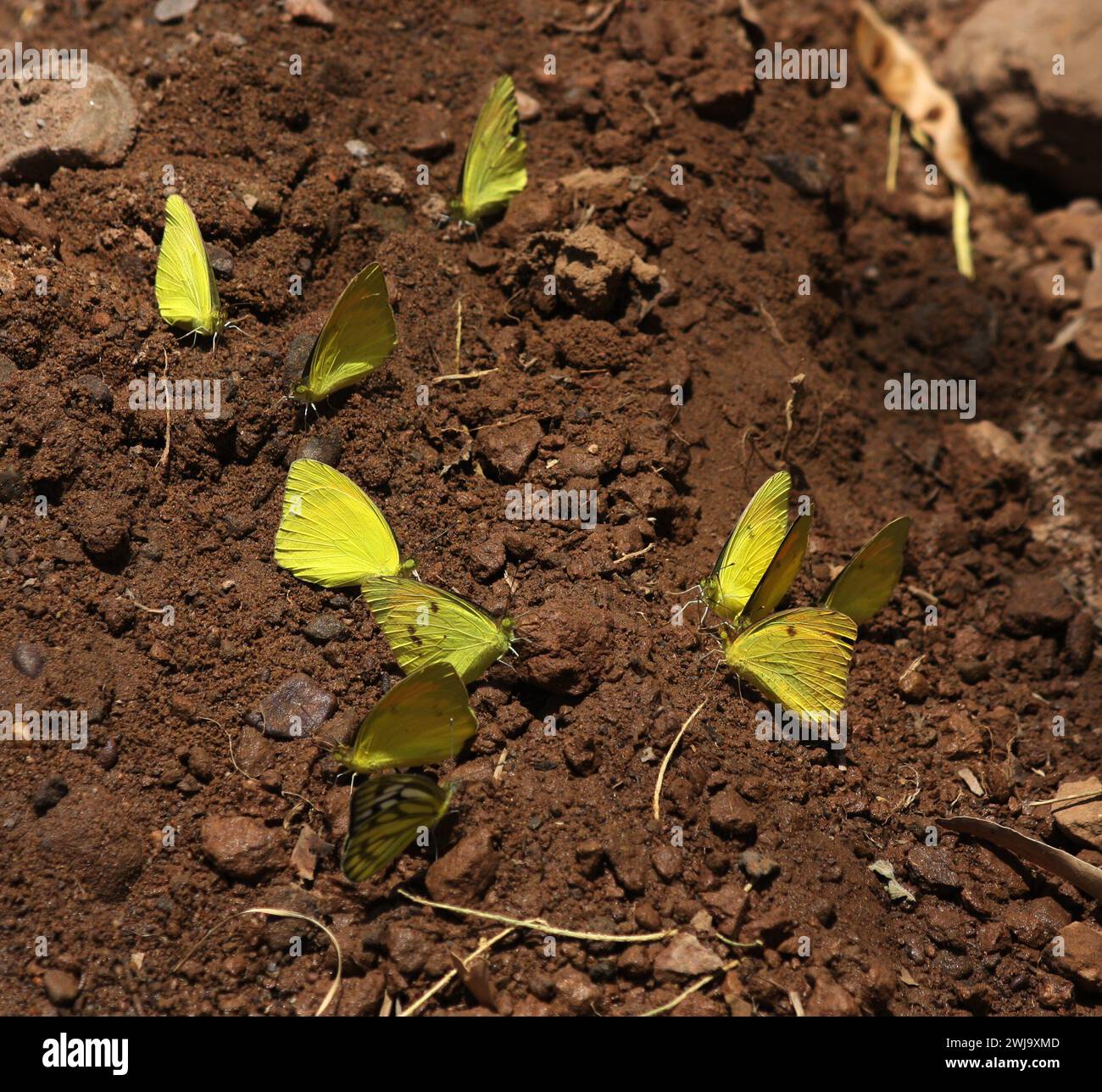 Common grass yellow butterflies (Eurema hecabe) sucking water and ...