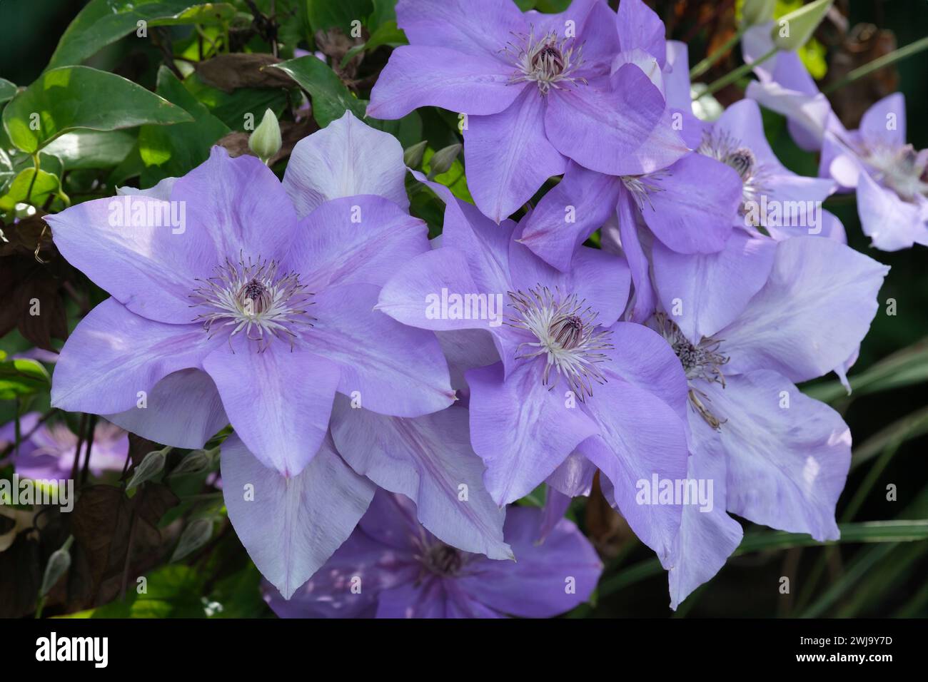 Clematis new world collection hi-res stock photography and images - Alamy