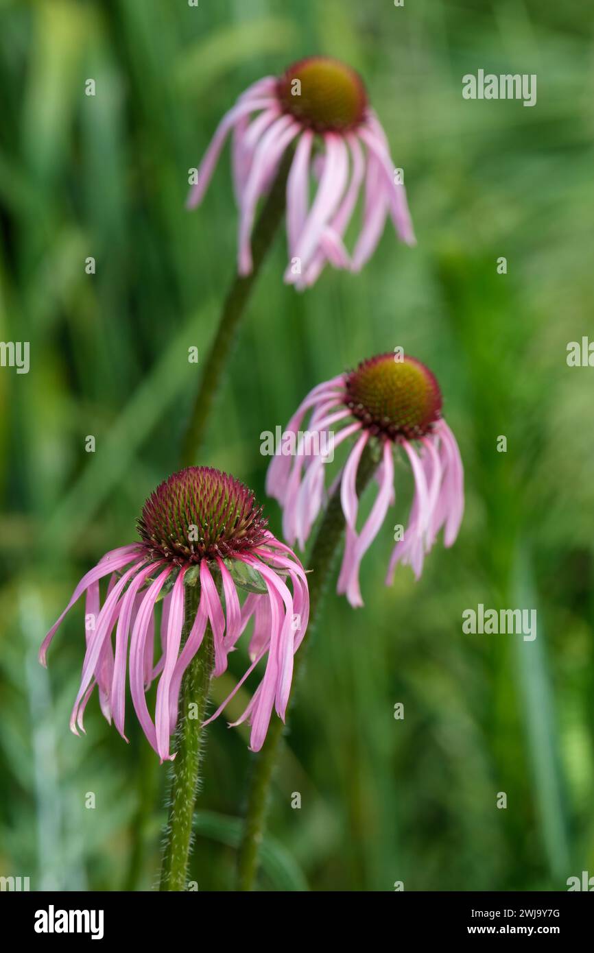 Echinacea pallida, pale purple coneflower, narrow pale pink drooping ...
