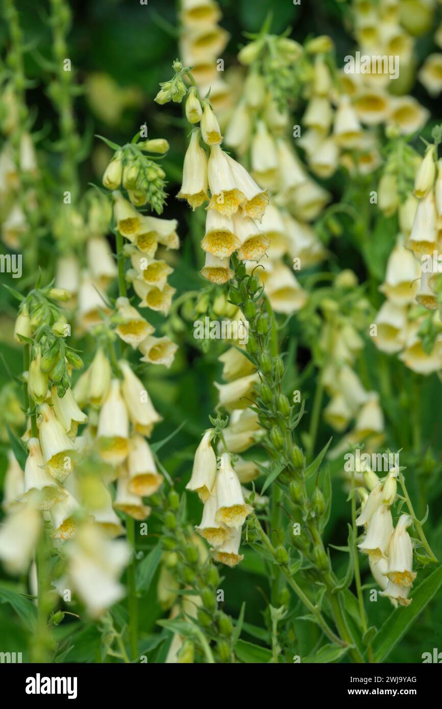 Digitalis grandiflora, yellow foxglove, big-flowered foxglove, large ...