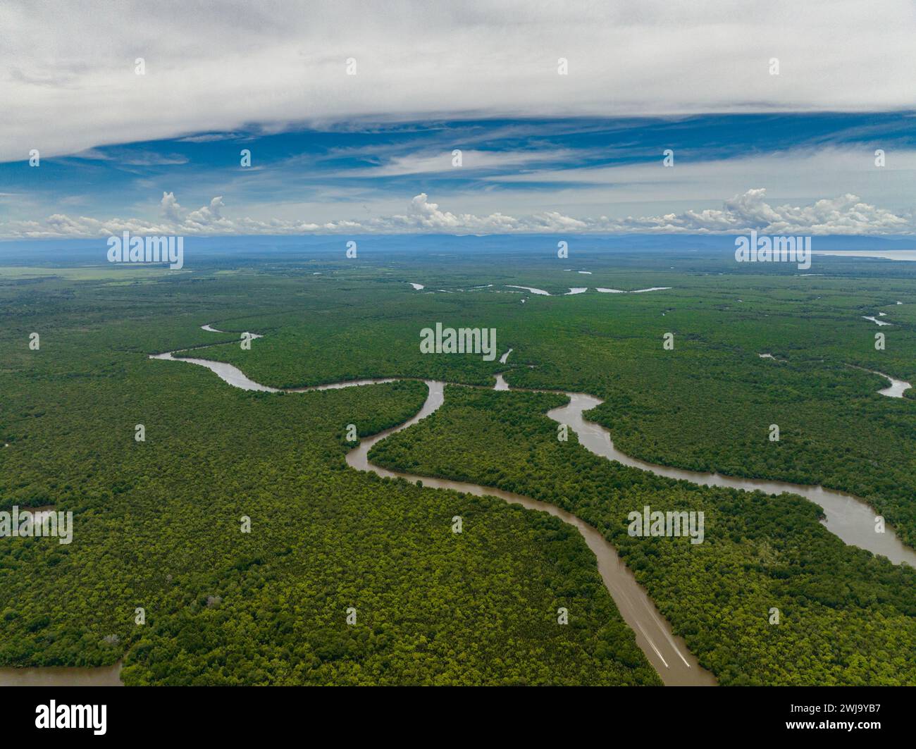 Top view of mangrove forests and jungles in wetlands. Menumbok forest ...