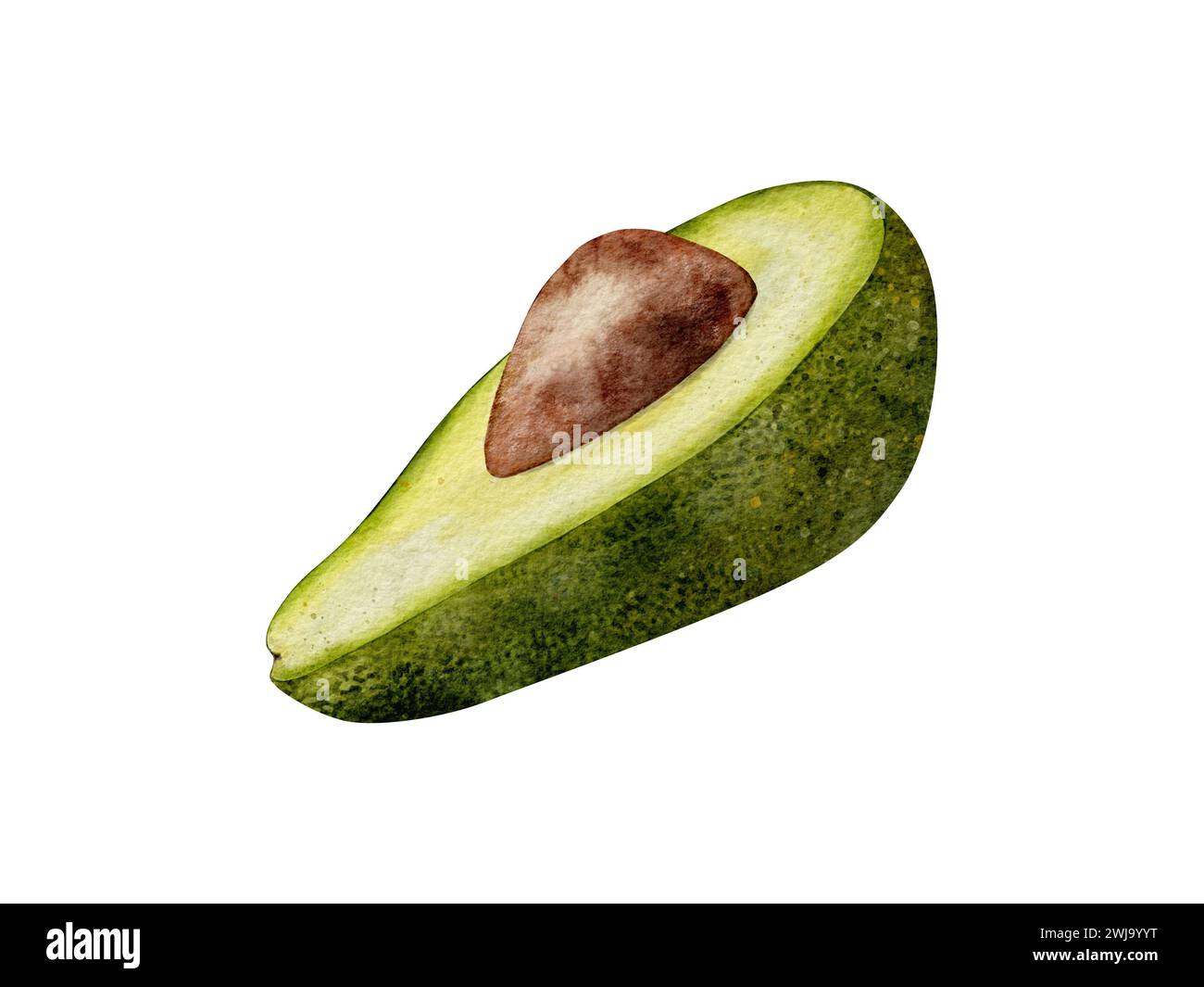 Half Avocado Watercolor illustration. Hand drawn clipart on isolated ...