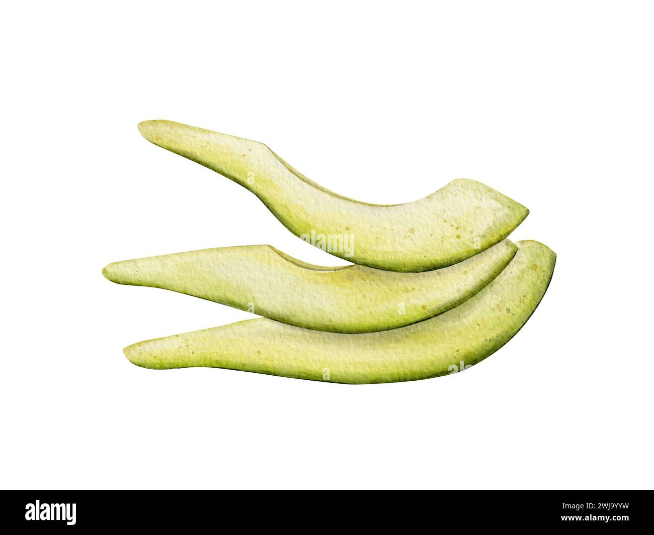 Slice Avocado Watercolor illustration. Hand drawn clipart on isolated ...