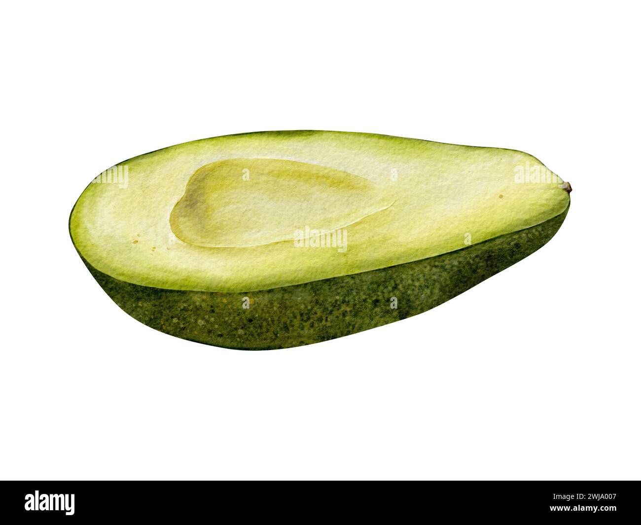 Half Avocado Watercolor illustration. Hand drawn clipart on isolated ...