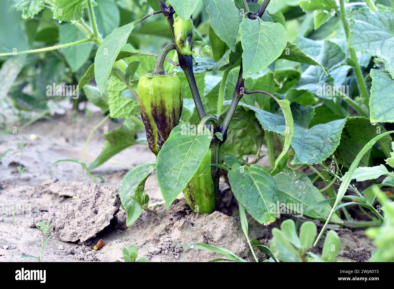 In the garden, on the branches of a pepper bush, the fruits of bell ...