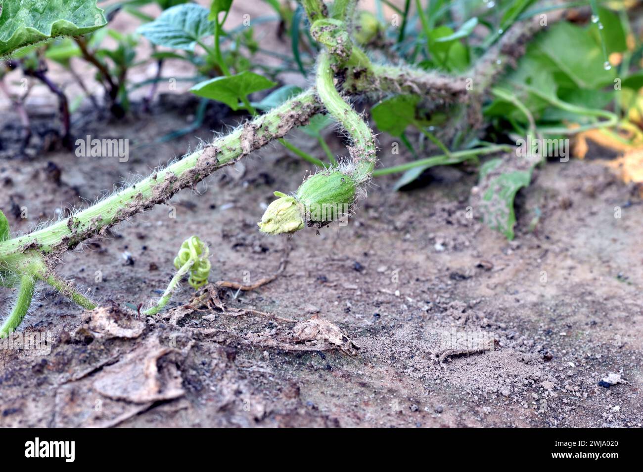 In the garden, on a watermelon melon patch, a watermelon fruit ovary ...