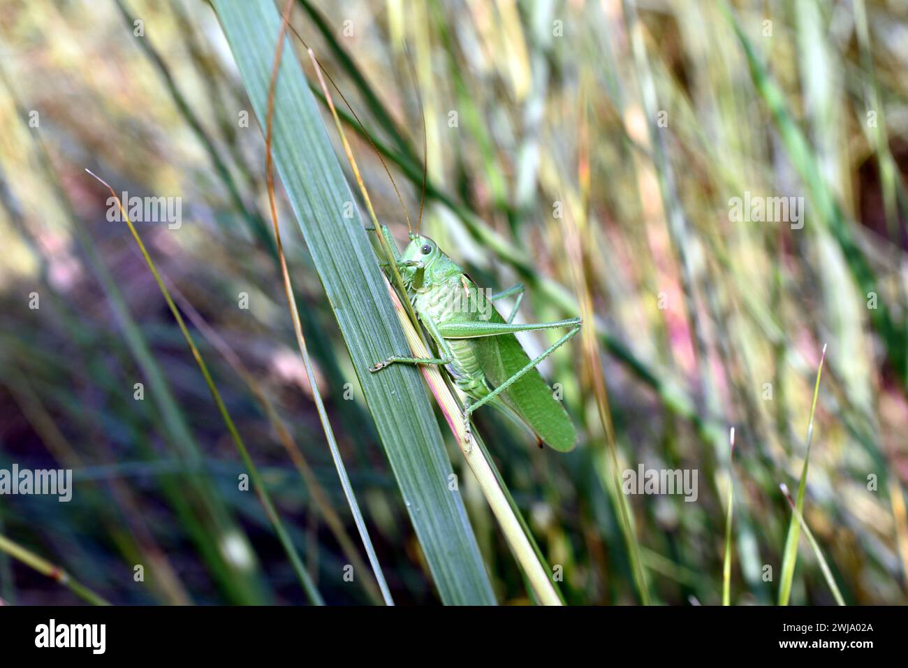 Grasshopper sits on grass hi-res stock photography and images - Alamy