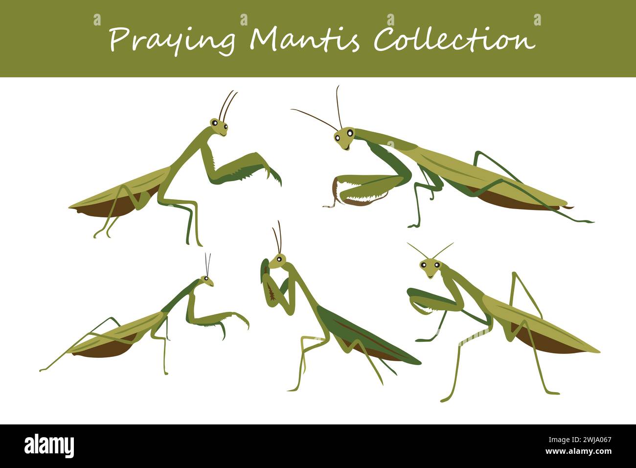 Praying mantis. Set of praying mantis. Vector illustration Stock Vector ...