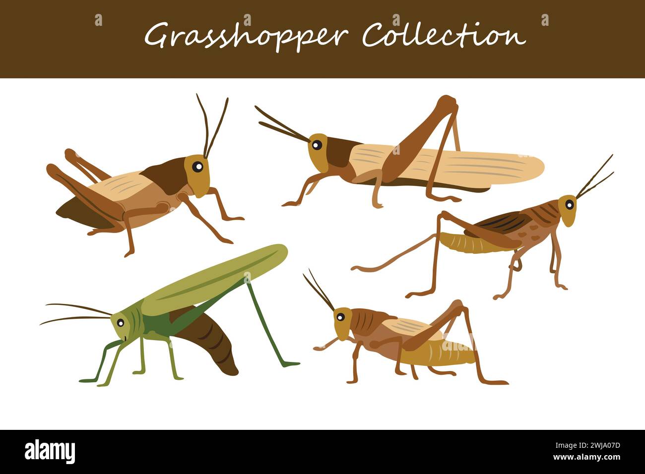 Collection of grasshopper isolated on white background. Vector ...