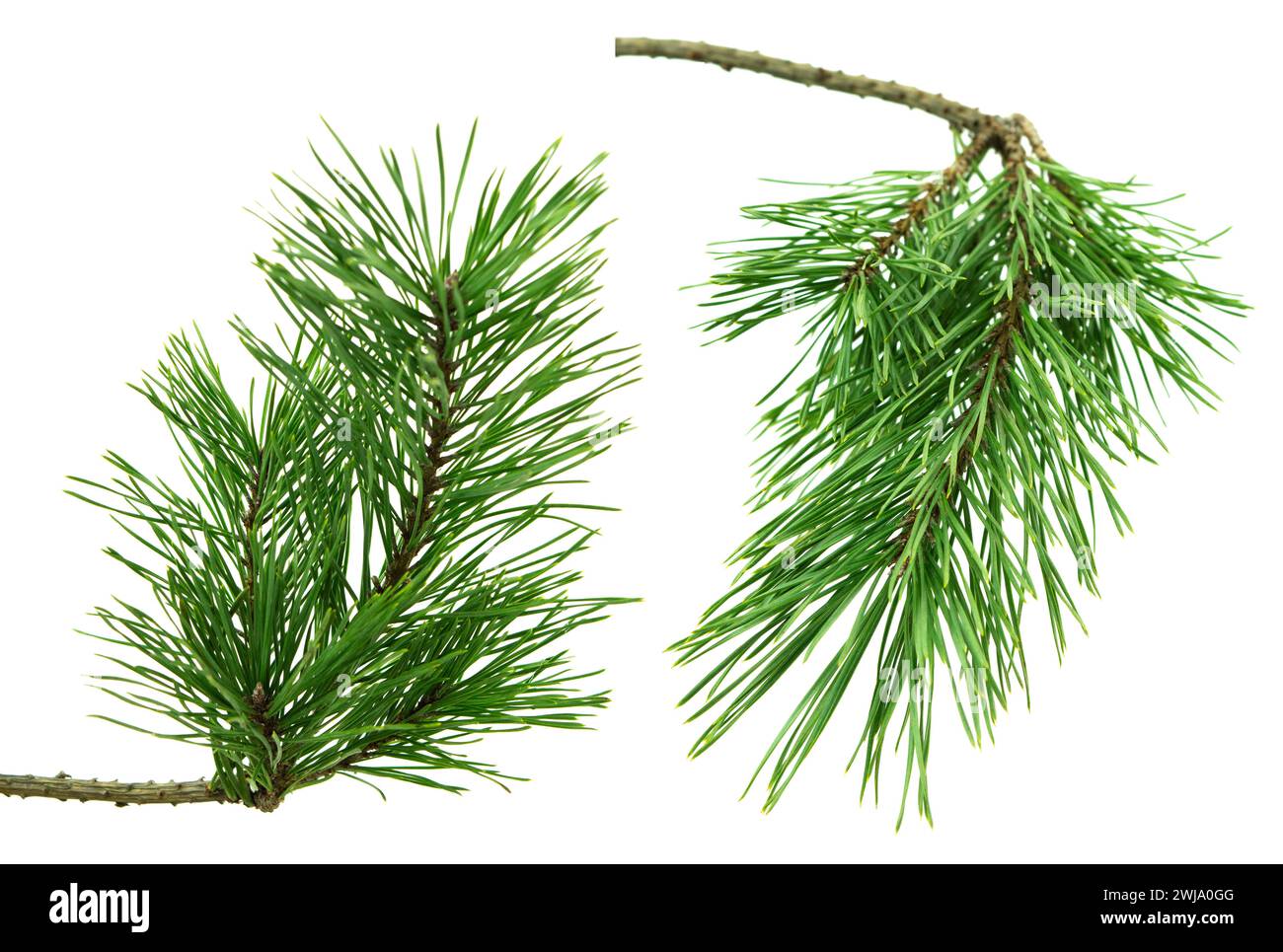 collection of spruce branches. Natural fir, pine, cedar elements ...