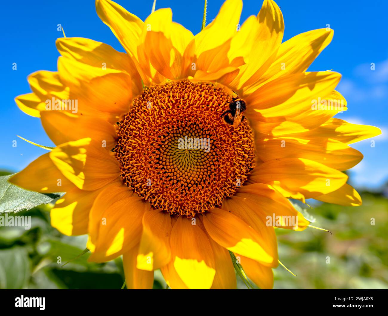 Sunflower in full bloom Stock Photo - Alamy