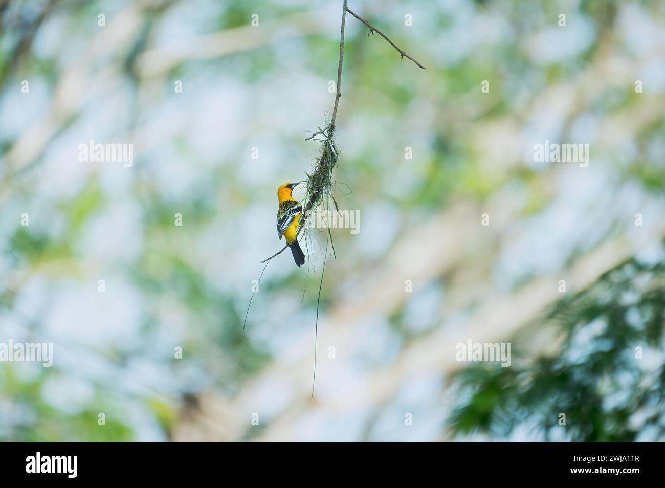 Hooded oriole nest hi-res stock photography and images - Alamy