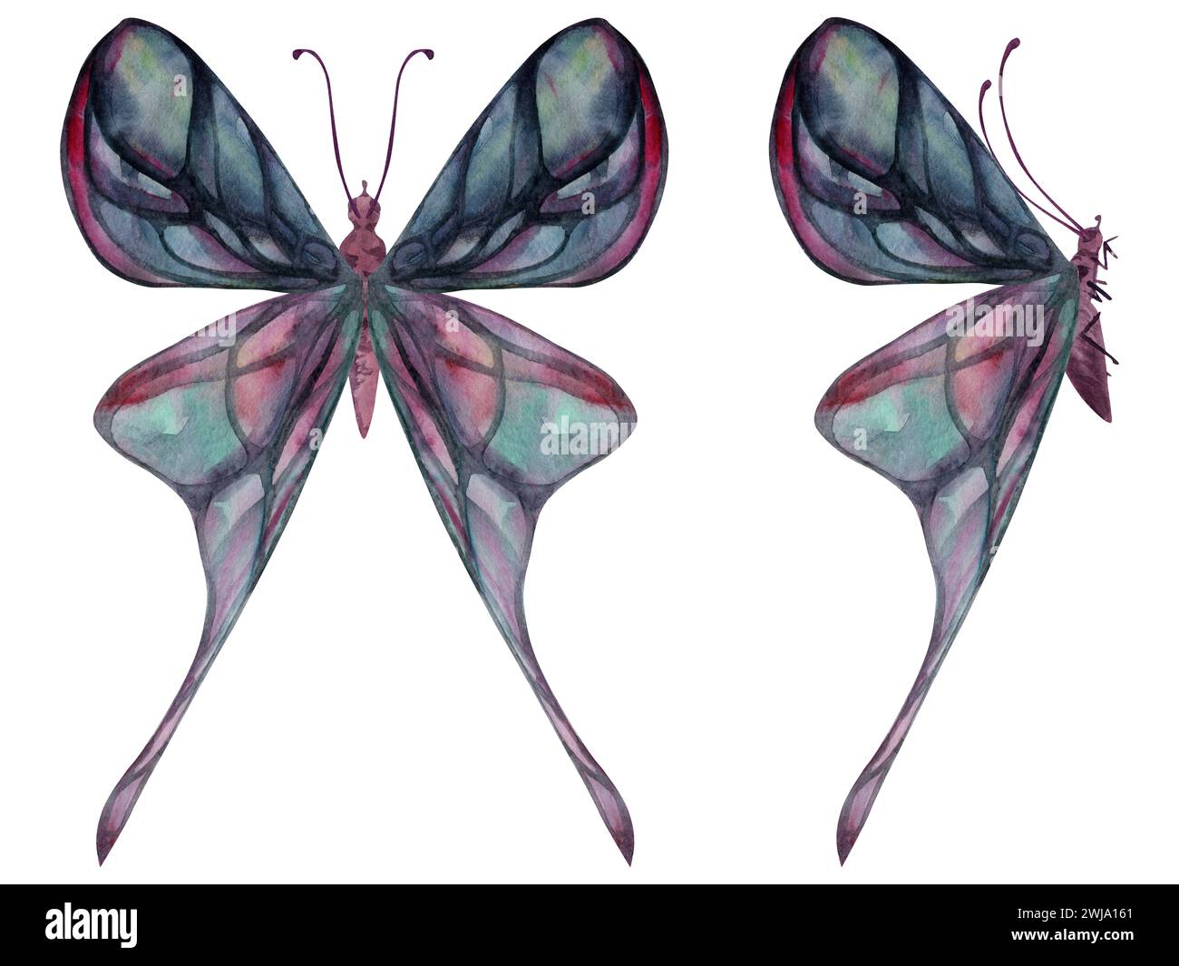 Hand drawn watercolor illustration butterfly fairy wings gem crystal ...