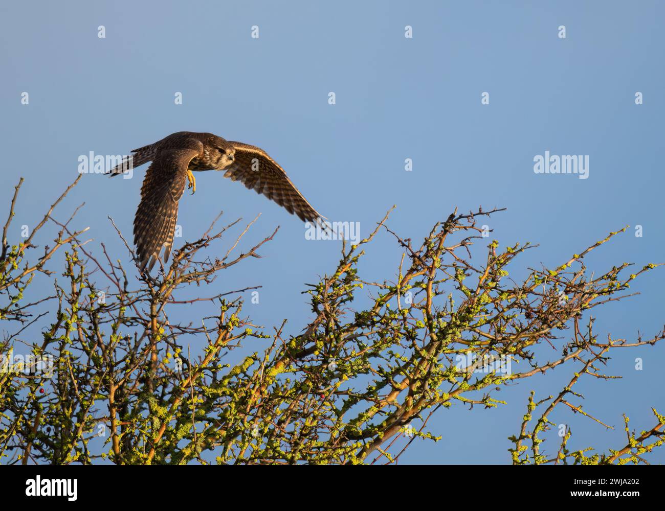 A wild female Merlin (Falco columbarius) hunting on Lindisfarne ...