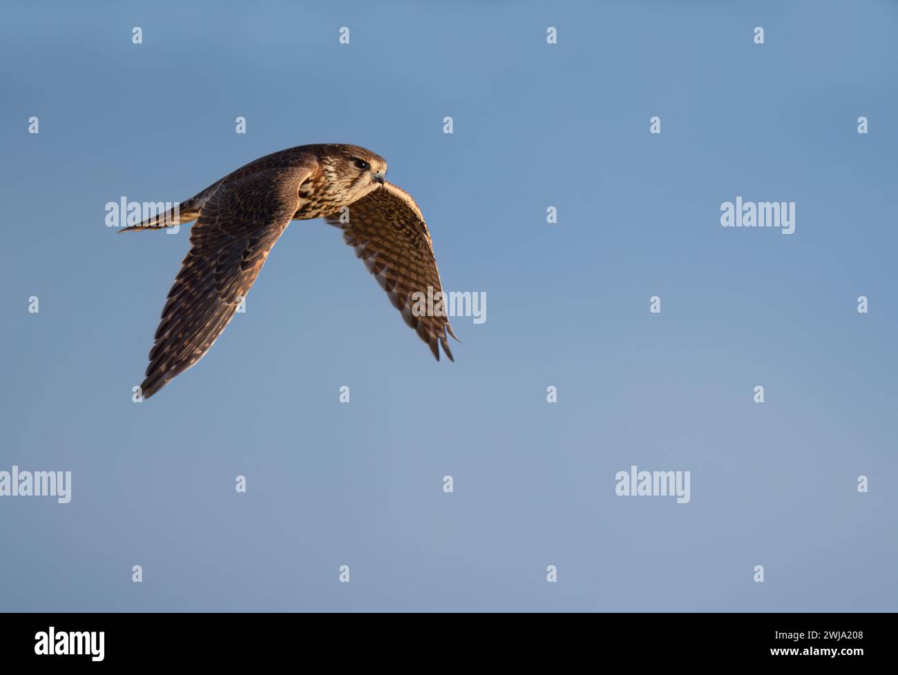 A wild female Merlin (Falco columbarius) hunting on Lindisfarne ...