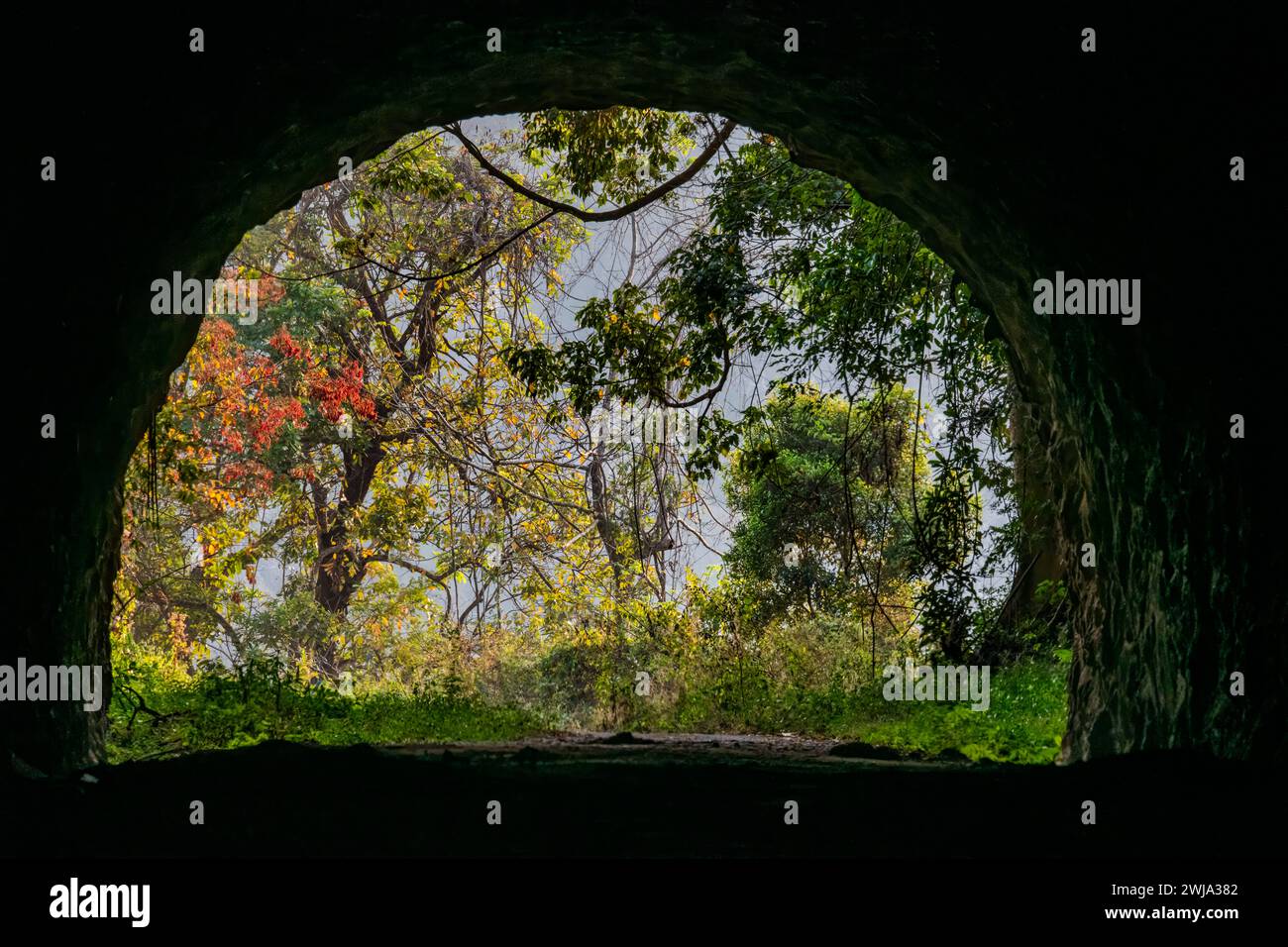 Embark on an Adventure: Tunnel Exit Forest View from Inside Kerala's ...
